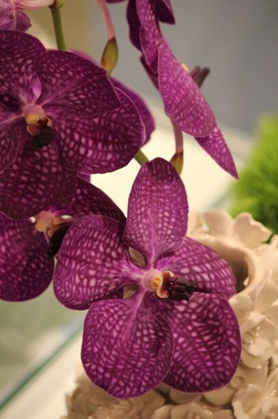 Kaip auginti orchidėją | Gyvenimas | 15min.lt